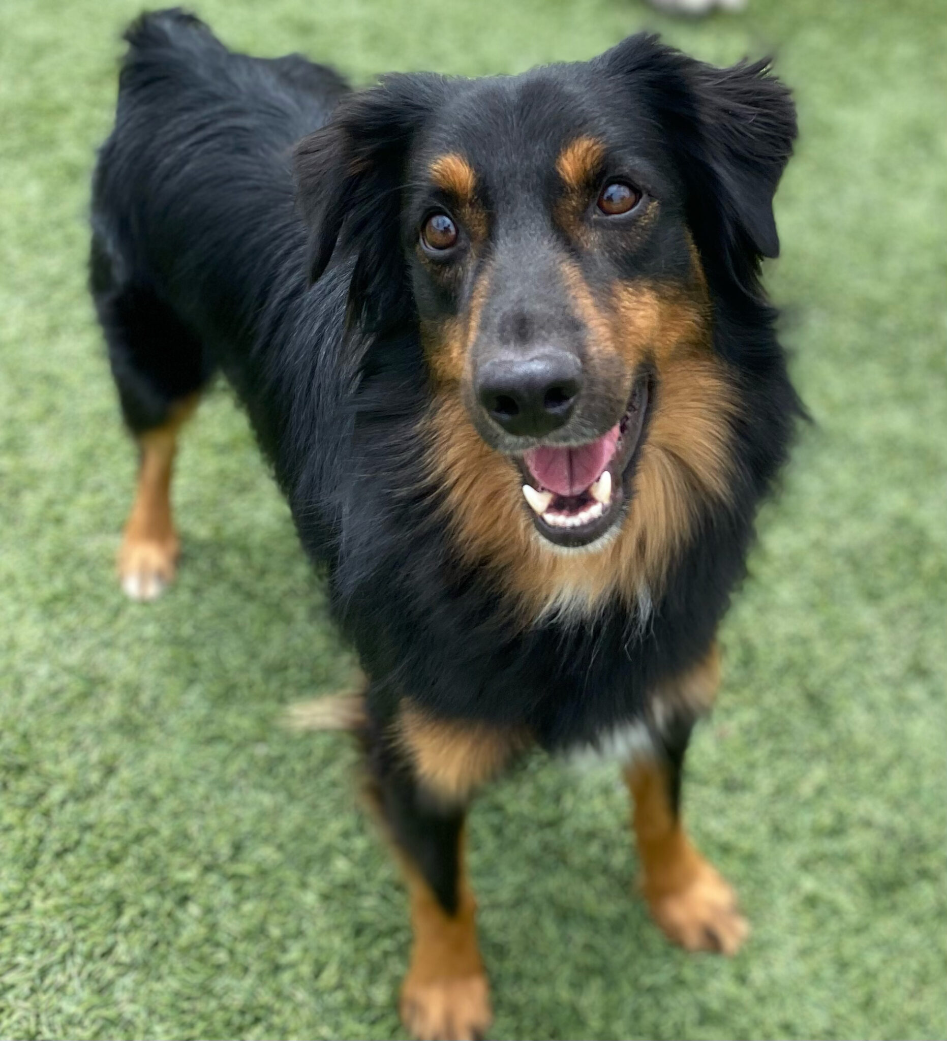 Adoptable ARSD Dogs - Aussie Rescue San Diego